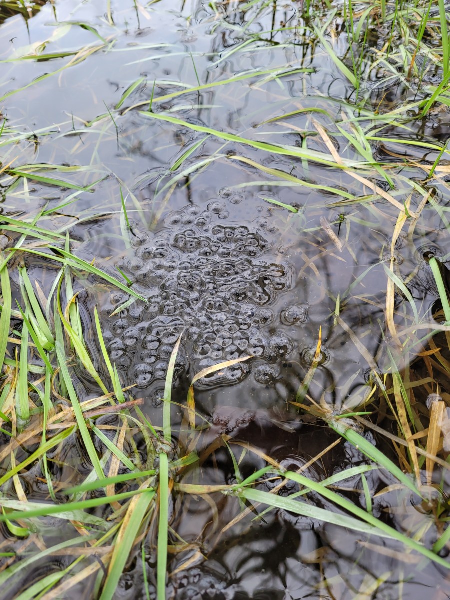 Frog spawn – Hope for the Lappinch